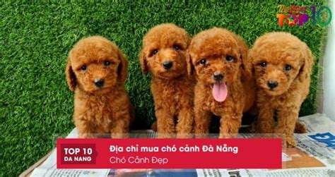 Top 10 địa Chỉ Mua Chó Cảnh ở Đà Nẵng Giống đẹp Khỏe Mạnh