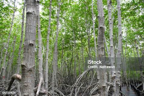 Pohon Mangrove Di Hutan Mangrove Di Pranburi Prachuap Khiri Khan