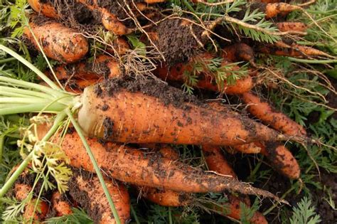 Oklahoma Vegetable Planting Calendar Ok Month Wise For Fall Spring