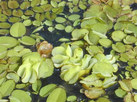 Giant Salvinia - Lake Restoration