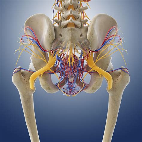 Female Pelvis Bones Anatomy
