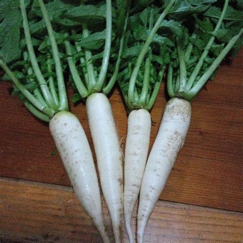 1126迄！新潟県産！新鮮採れたて！栽培中農薬不使用！大根セット！ メルカリ
