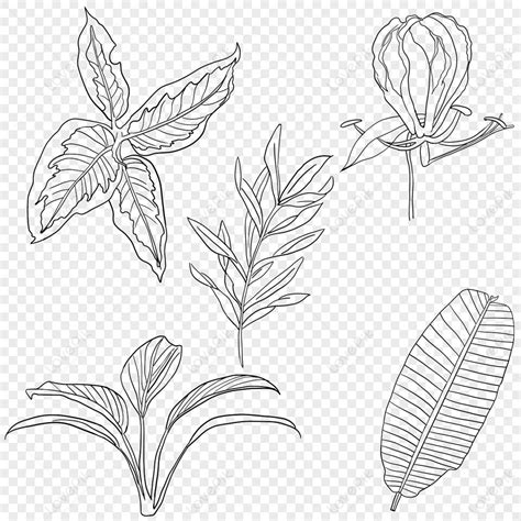 Leaf Flame PNG Images With Transparent Background Free Download On Lovepik