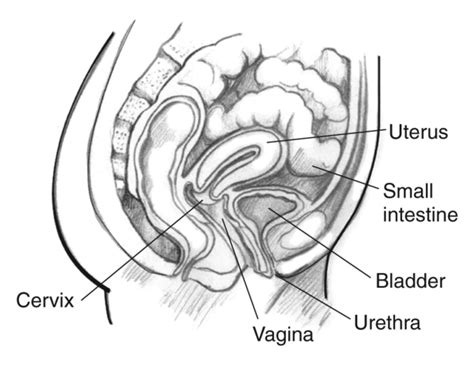 Female Pelvic Area With Labels For The Cervix Vagina Urethra Bladder