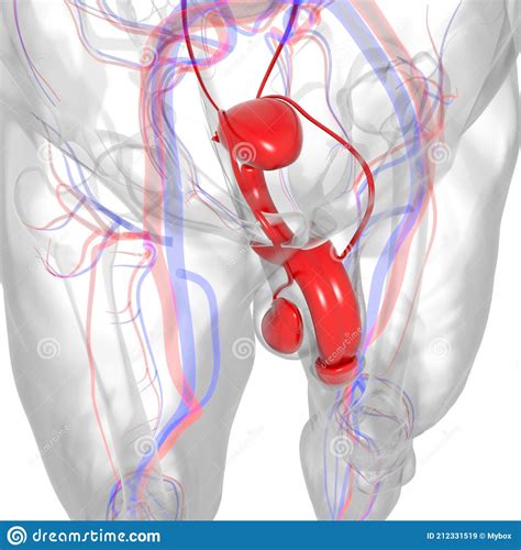 Male Reproductive System Anatomy For Medical Concept 3d Stock