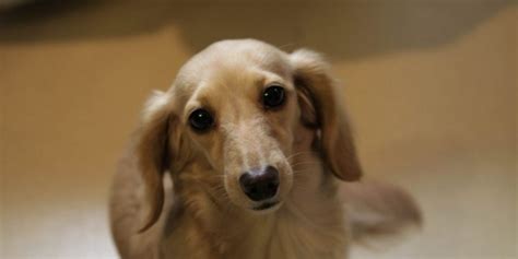 Liver Tumor In Dogs Symptoms Types And Treatment Options The Dogman