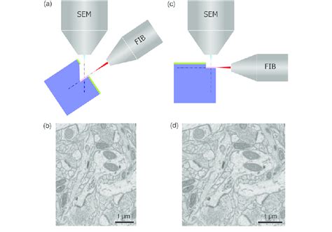 Fib Sem Cross Beam Angle Configuration A Fib Mills The Tissue Block