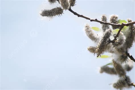 Cottonwood Fluff On A Watery Summer Background With A Fallen Poplar