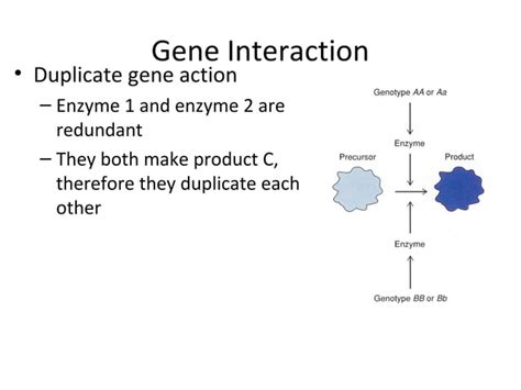 Epistatic Gene Interaction By Biotechnology Ciit Abbottabad Ppt