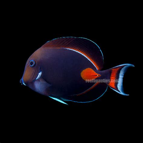 Products Reef Beauties