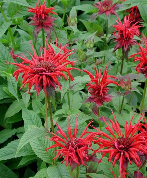 Monarda Jacob Cline Bee Balm 1 Quart Artofit