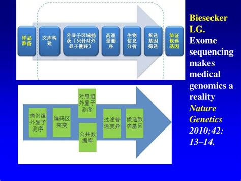 Ppt Gene Mutation Polymorphism Gene Mapping And Identification （ From Genotype To Phenotype