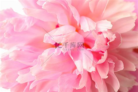 作为背景的美丽的桃红色牡丹花，特写镜头高清摄影大图 千库网