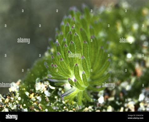 Green Leaf Sheep Snail Costasiella Kuroshimae Called Shaun The Sheep Marine Snail With Green Leaf Sheep Snail Costasiella Kuroshimae Called Shaun The Sheep Marine Snail With