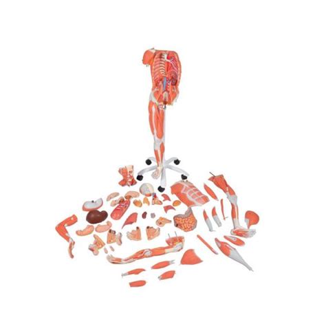 3b Scientific 34 Life Size Dual Sex Human Muscle Model On Metal Stand