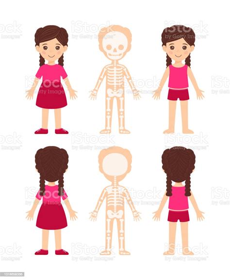 의료 디자인을위한 흰색 배경에 아기 해골과 만화 그림 아름다운 분홍색 드레스를 입은 아이 소녀와 인간의 골격 시스템 전면 및 후면 보기 플랫 컬러 스타일 벡터 소녀에 대한
