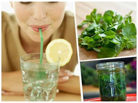 Acelera tu metabolismo con agua de berros Nutrición Como acelerar el