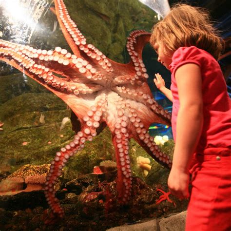 Giant Pacific Octopus