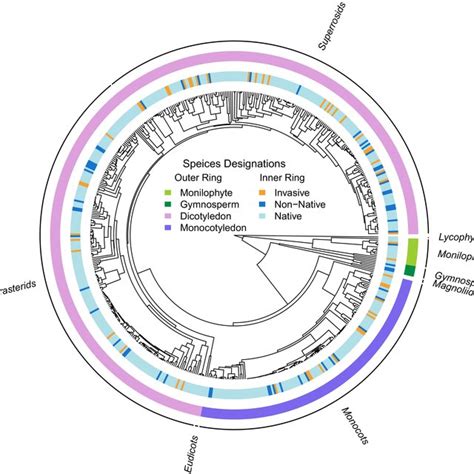 Maximum Clade Credibility Phylogeny Of 538 Pine Rockland Species With