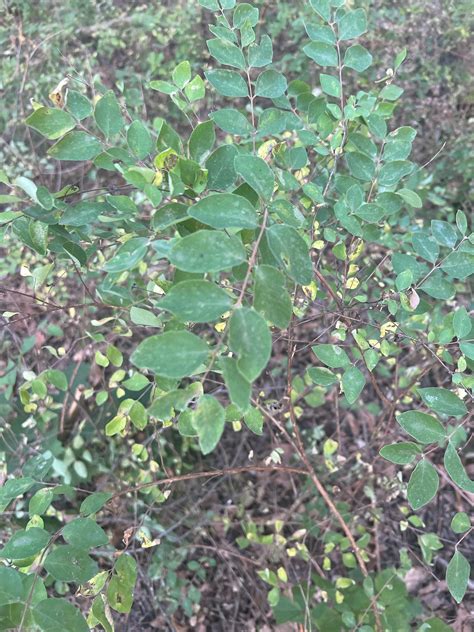 Southwest Missouri Grows Every Where In The Bottom Of My Woods R