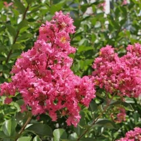 Lagerstroemia indica Pre Rose Lillà delle Indie Vendita Piante Online