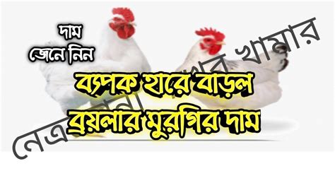 বেড়েছে মুরগির দাম 🐓 আজকের ব্রয়লার ও সোনালি মুরগি কতটাকা কেজি বিক্রি হবে এবং ডিমের দাম কত জেনে