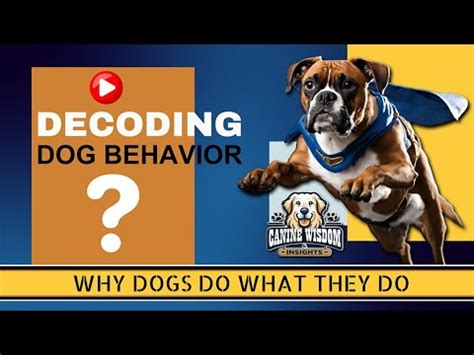 Episode 3: Decoding Dog Behavior: Why Dogs Do What They Do - YouTube