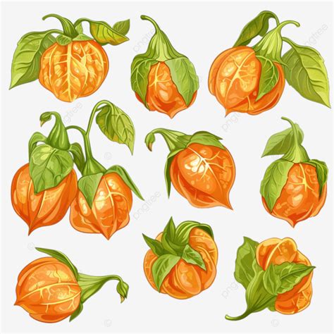 Physalis Orange Fruit Fresh Set Cartoon Physalis Orange Fruit Png
