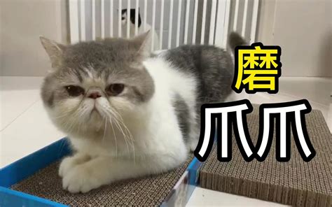 给小猫咪买了新玩具恨不得马上伸出爪子试试手 哔哩哔哩 bilibili