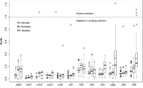 Comparisons Of The Average Ka Ks Values All The Branches In Each Download Scientific Diagram