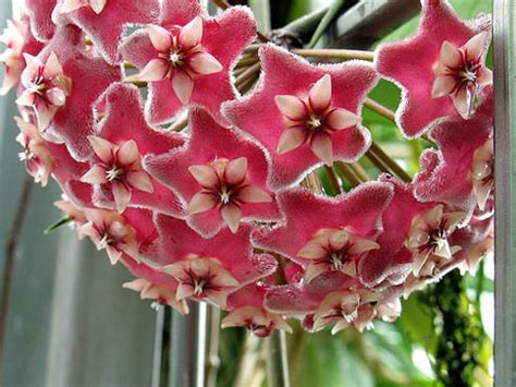 Хойя - Hoya: фото, условия выращивания, уход и размножение | happyflora.ru