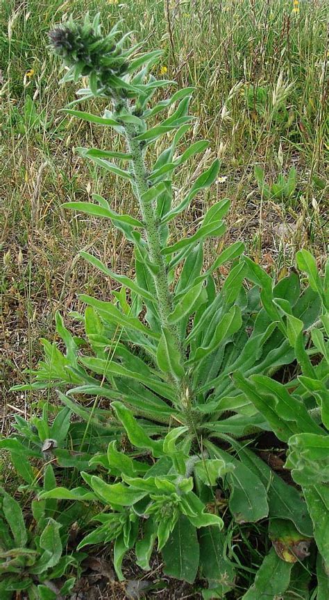 Bugloss Vipers Vipers Bugloss Vipers Bugloss Wild Flower Finder
