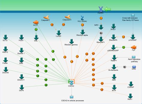 G Protein Signaling Regulation Of Cdc42 Activity Pathway Map