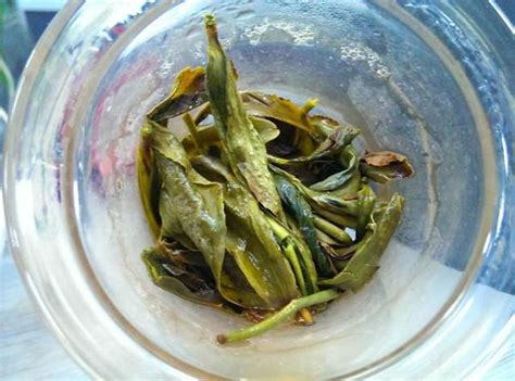 有一種鳳凰單樅未經烘焙香氣很好你知道嗎 每日頭條
