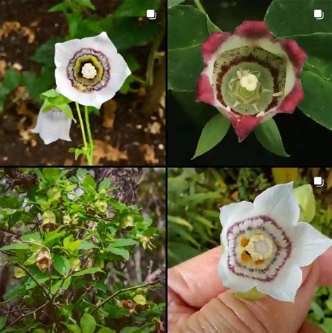 Plant Faqs Actinidia Polygama Silver Vine