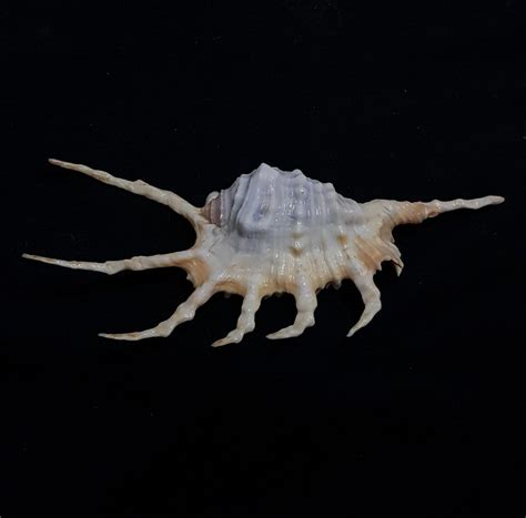 Seashell Long Spines Scorpion Conch Womens Fashion Jewelry