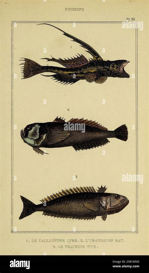 Oeuvres Du Comte De Lacépède Paris P Duménil 1836 Natural History Pictorial Works Vertebrates