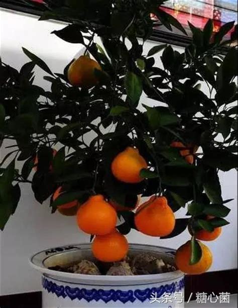不要羨慕別人家金桔滿枝頭，你也可以！ 每日頭條