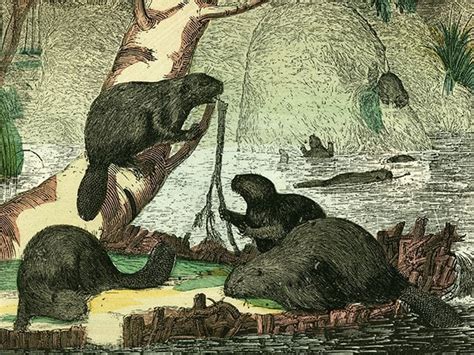 Leave It To The Beavers Rhypeurls