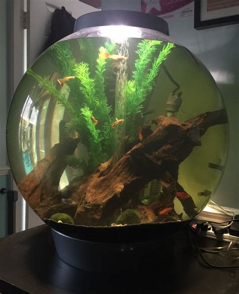 105 Litre BiOrb Biorb Fish Tank Fish Tank Design Biorb