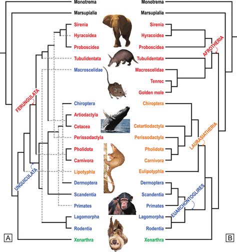 Mammalian Phylogeny For Living Taxa Based On A Morphological Evidence