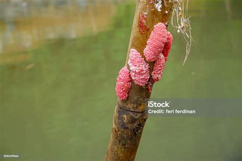 Golden Snail Eggs Are Attached To A Piece Of Bamboo Stuck In The River