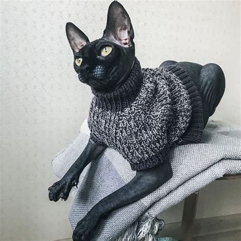 Вязаная Одежда Для Сфинксов 🐾 On Instagram “Моя леди⚜️ Гардероб Челси