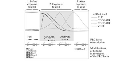 Regulation Of Expression Of The Flc Gene During Vernalization For
