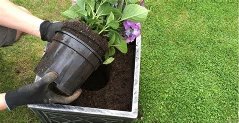 When To Use Ericaceous Compost On Hydrangeas Uk