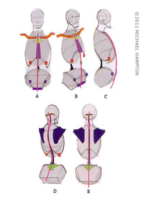 Anatomy Pelvis Human Anatomy Drawing Human Anatomy Art Anatomy Art