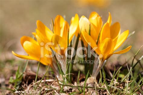 노란색 크 로커 스 그룹 스톡 사진 Freeimages