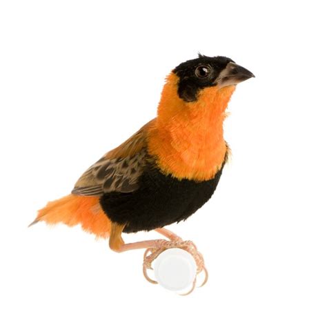 Premium Photo Northern Red Bishop Euplectes Franciscanus In Front