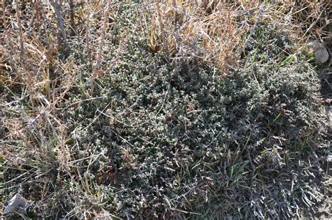 Cotoneaster Thymifolius Eflora Of India
