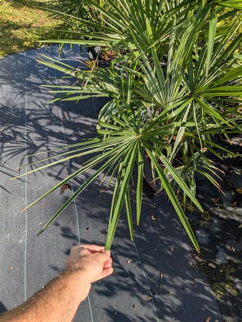 Trachycarpus Mislabelled Discussing Palm Trees Worldwide Palmtalk